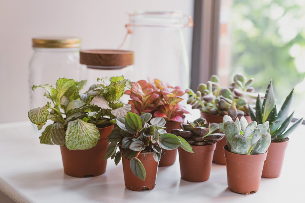 DIY Terrarium Bottle Garden – heylilahey.